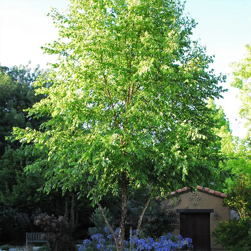 River Birch For Sale Online | The Tree Center