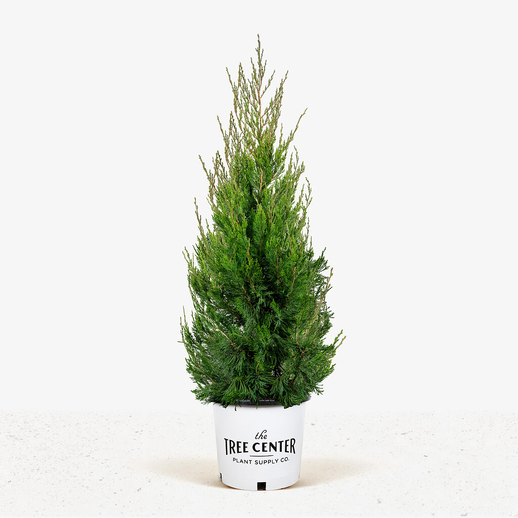 Buy Spartan Juniper Trees Online | The Tree Center