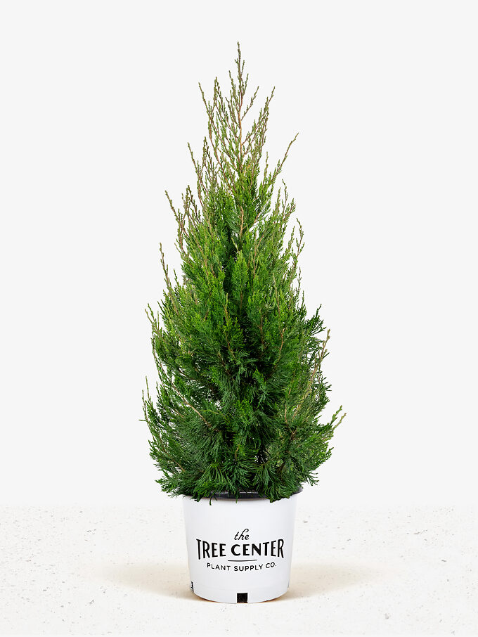 Wichita Blue Juniper Tree | The Tree Center
