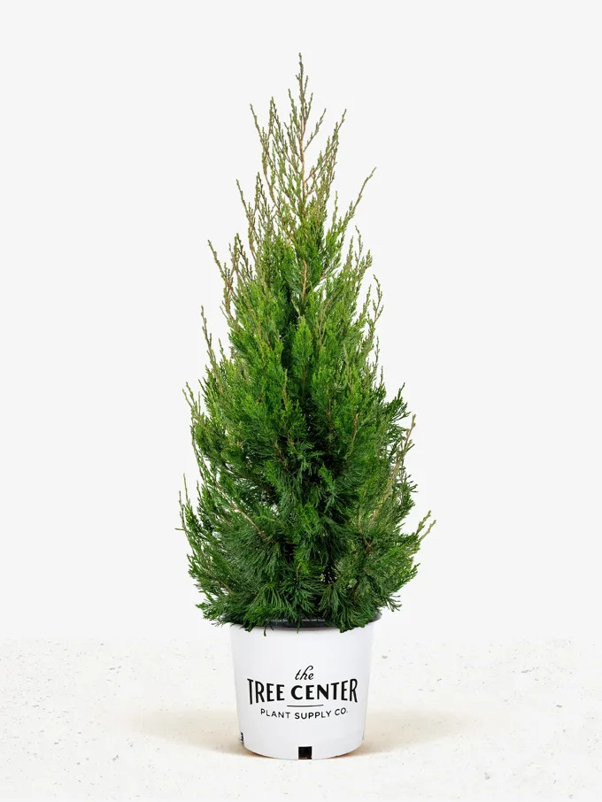 Mississippi Trees For Sale | The Tree Center™