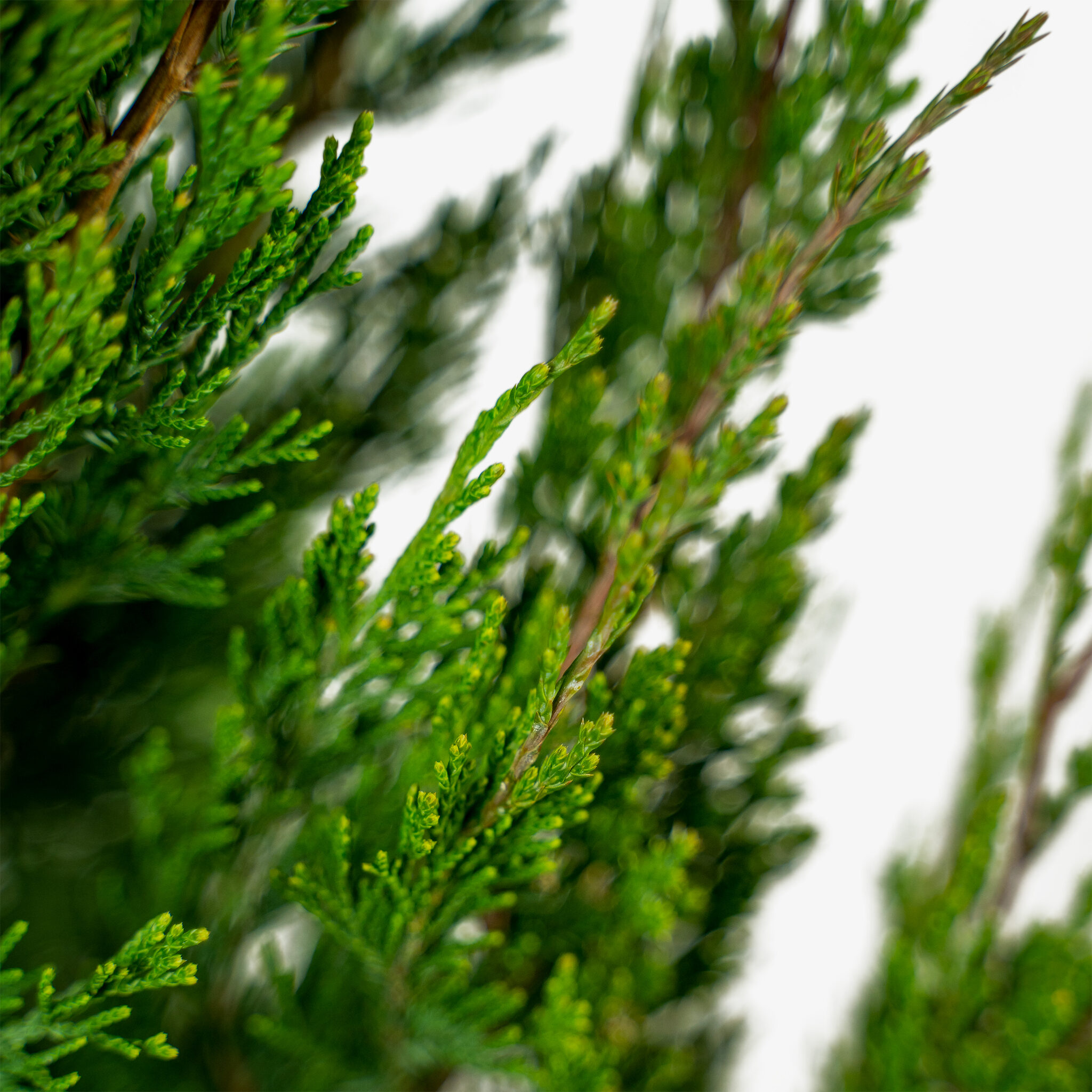 Buy Spartan Juniper Trees Online | The Tree Center