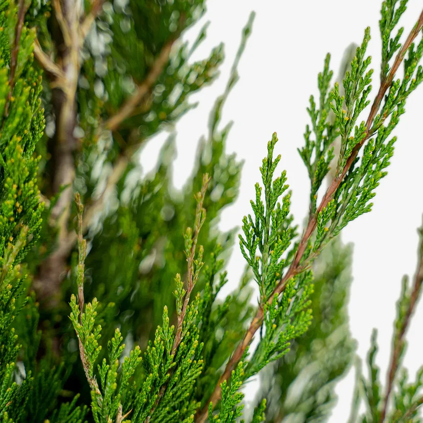 Buy Spartan Juniper Trees Online | The Tree Center