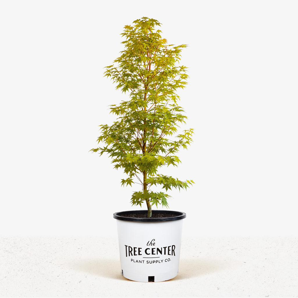 Coral Bark Japanese Maple For Sale Online | The Tree Center