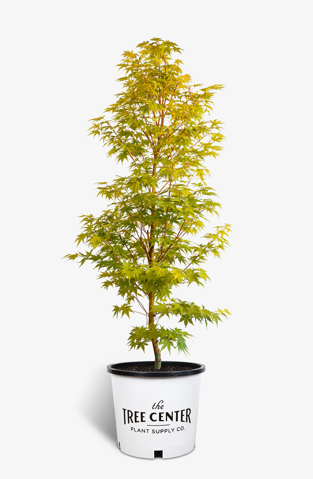Coral Bark Japanese Maple For Sale Online | The Tree Center