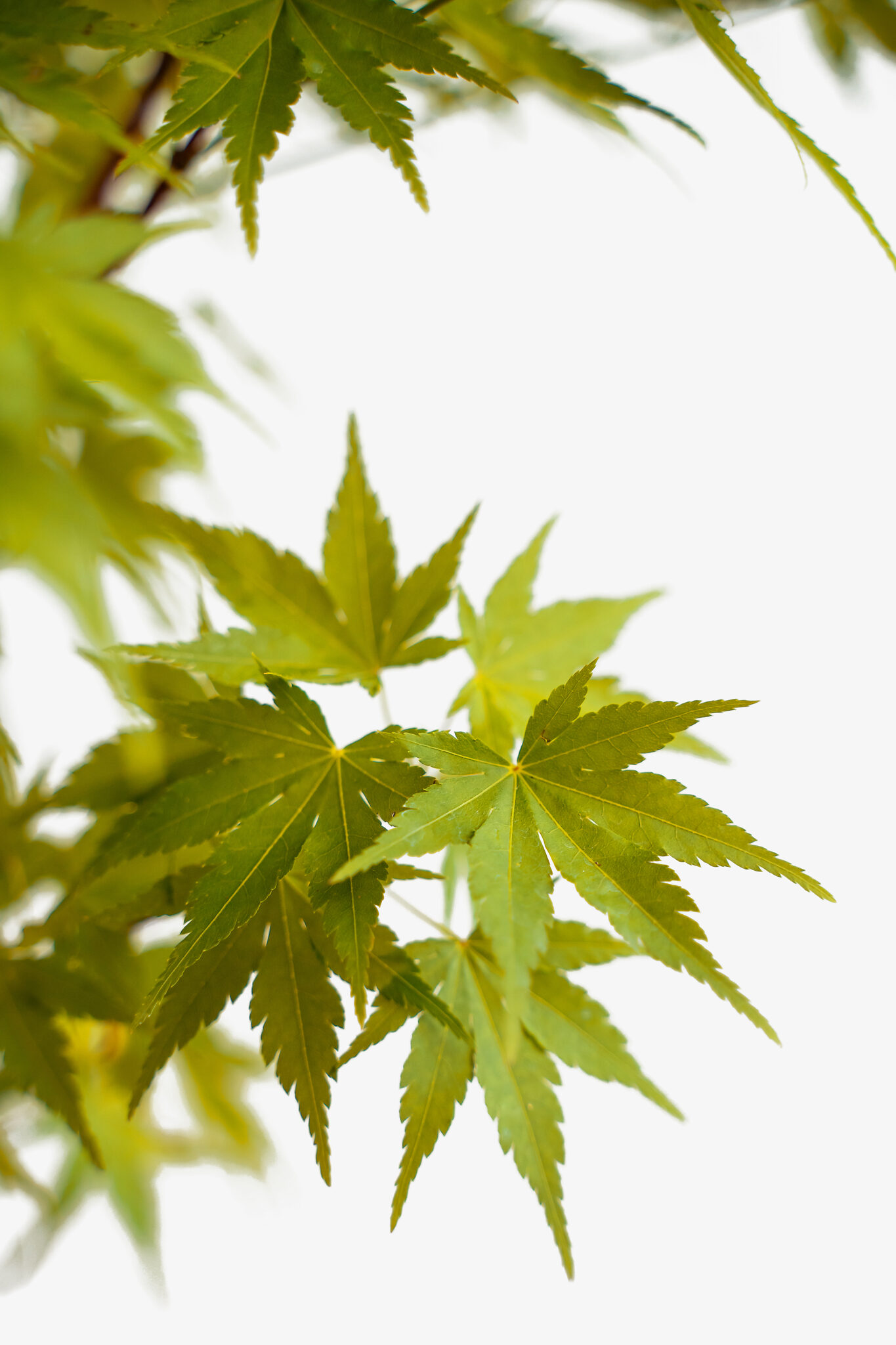 Coral Bark Japanese Maple For Sale Online | The Tree Center
