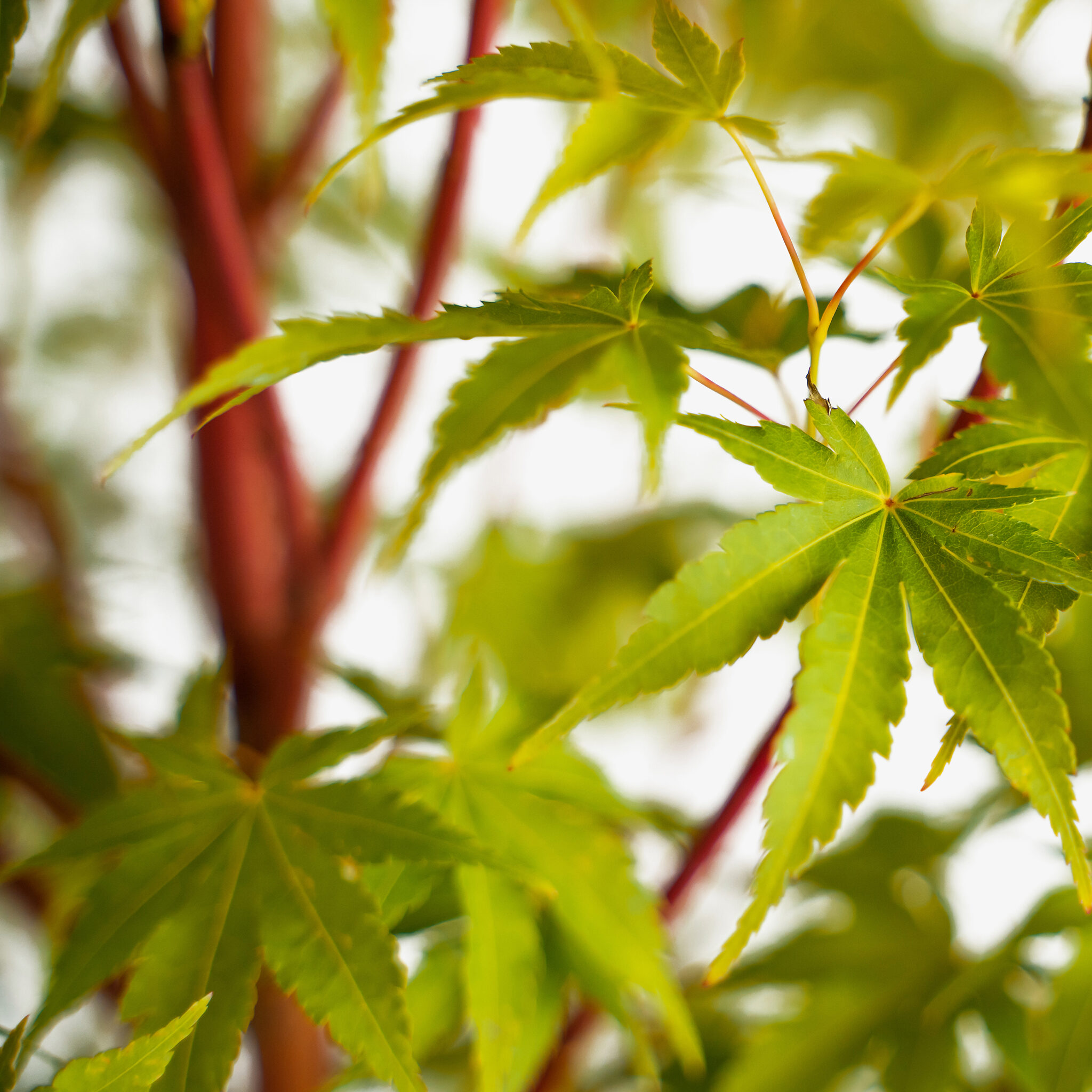 Coral Bark Japanese Maple For Sale Online | The Tree Center