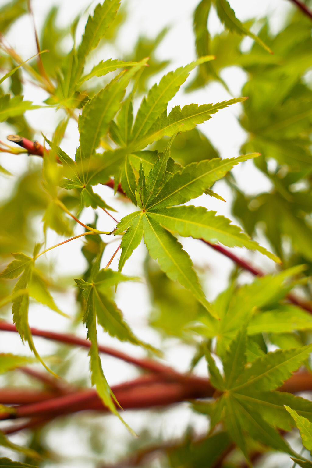 Coral Bark Japanese Maple For Sale Online | The Tree Center