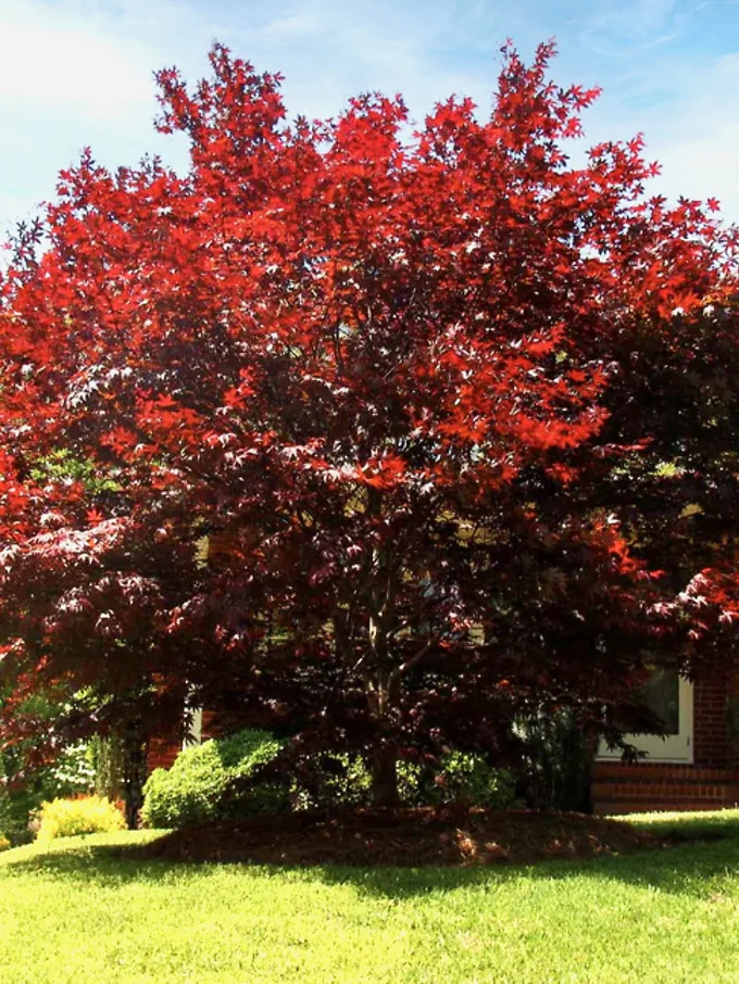 Buy Autumn Moon Japanese Maple For Sale | The Tree Center