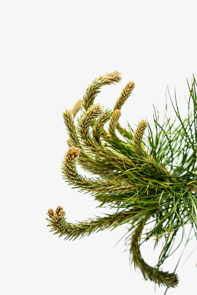 Austrian Black Pine For Sale | The Tree Center