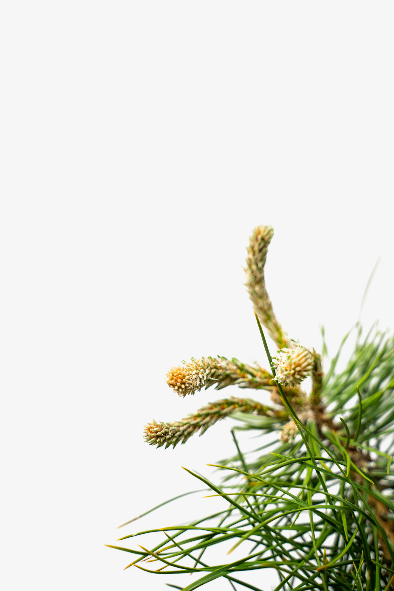 Austrian Black Pine For Sale | The Tree Center