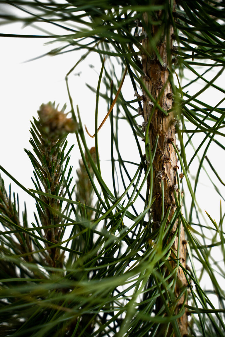 Austrian Black Pine For Sale | The Tree Center