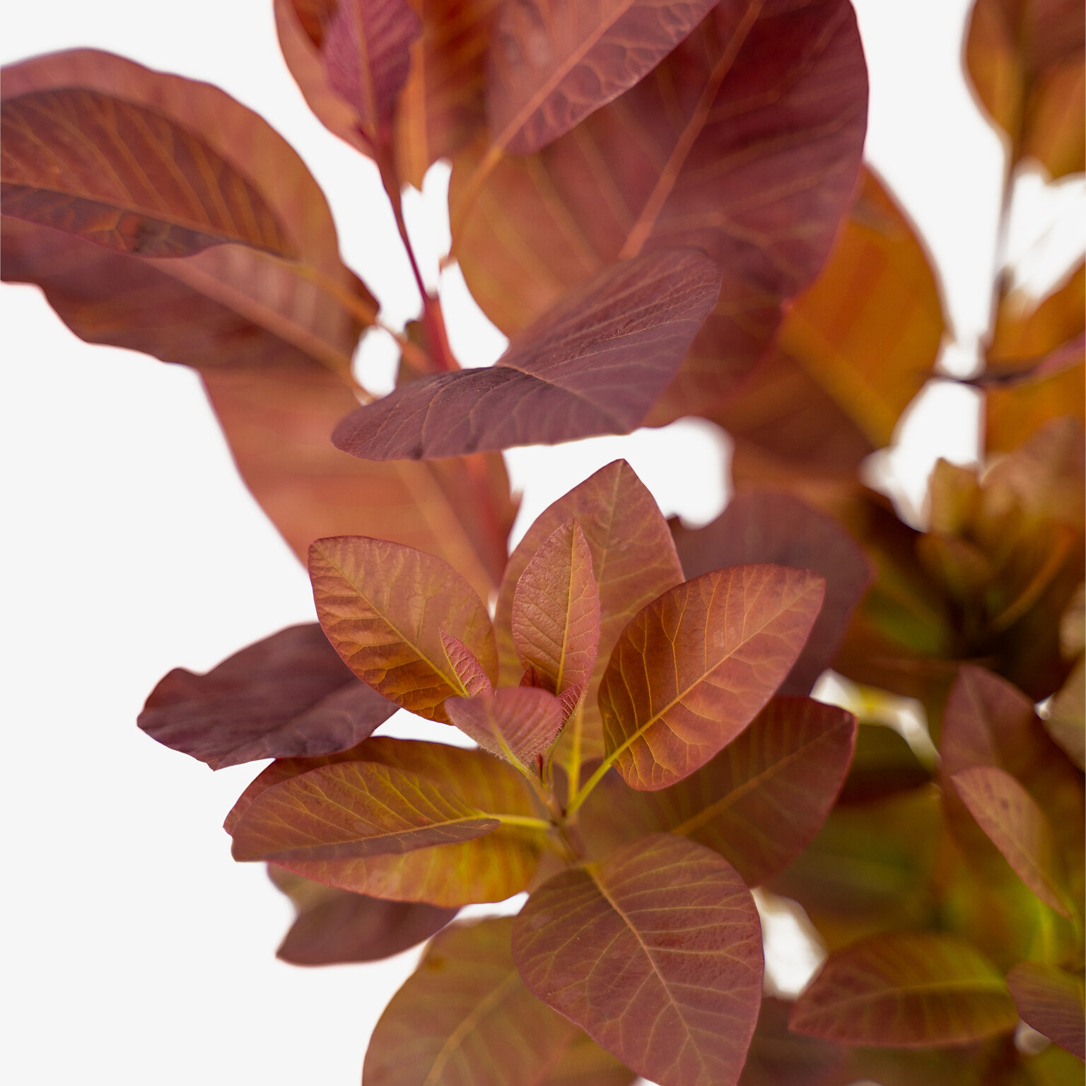 Purple Smoke Tree "Grace" | The Tree Center