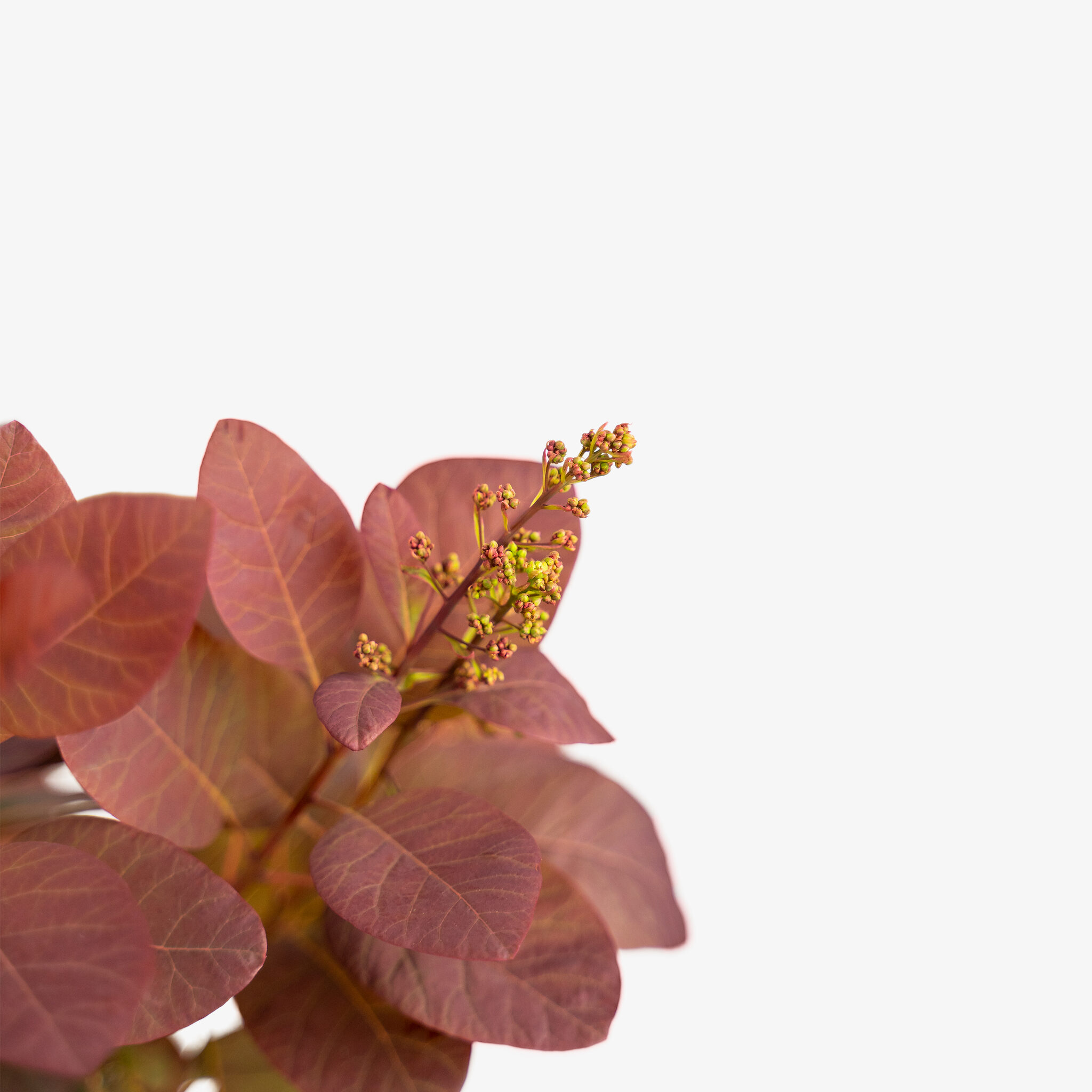 Purple Smoke Tree "Grace" | The Tree Center