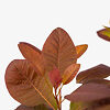 Purple Smoke Tree "Grace" | The Tree Center