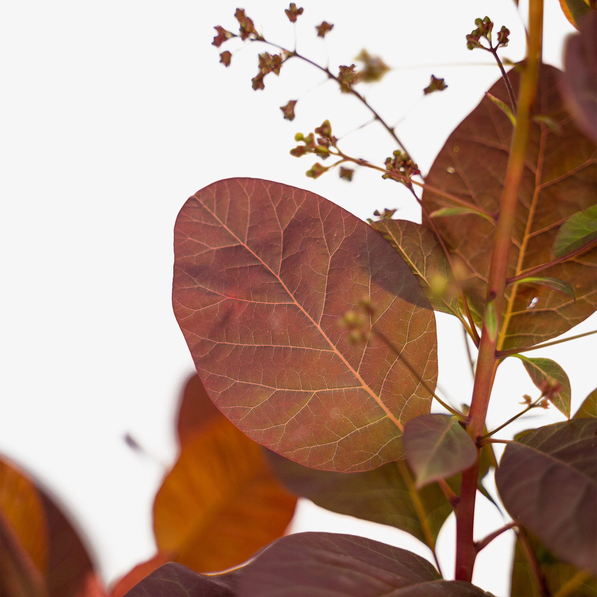 Purple Smoke Tree "Grace" | The Tree Center
