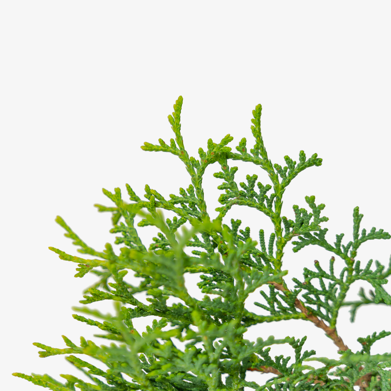 Hetz Midget Thuja For Sale Online | The Tree Center