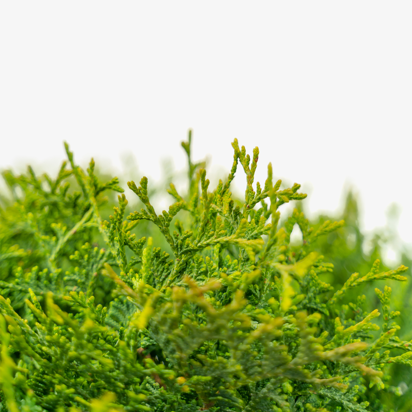 Hetz Midget Thuja For Sale Online | The Tree Center