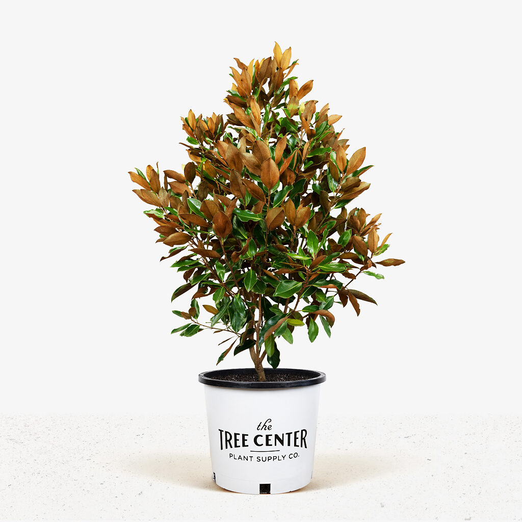 Little Gem Magnolia For Sale | The Tree Center