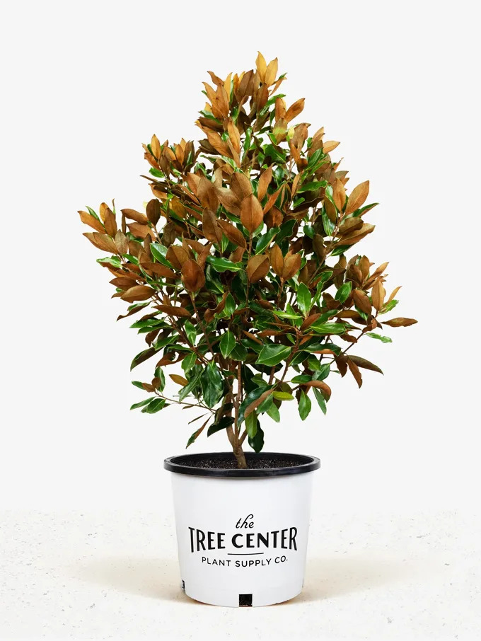 Jane Magnolia Trees For Sale - Buy Jane Magnolias | The Tree Center
