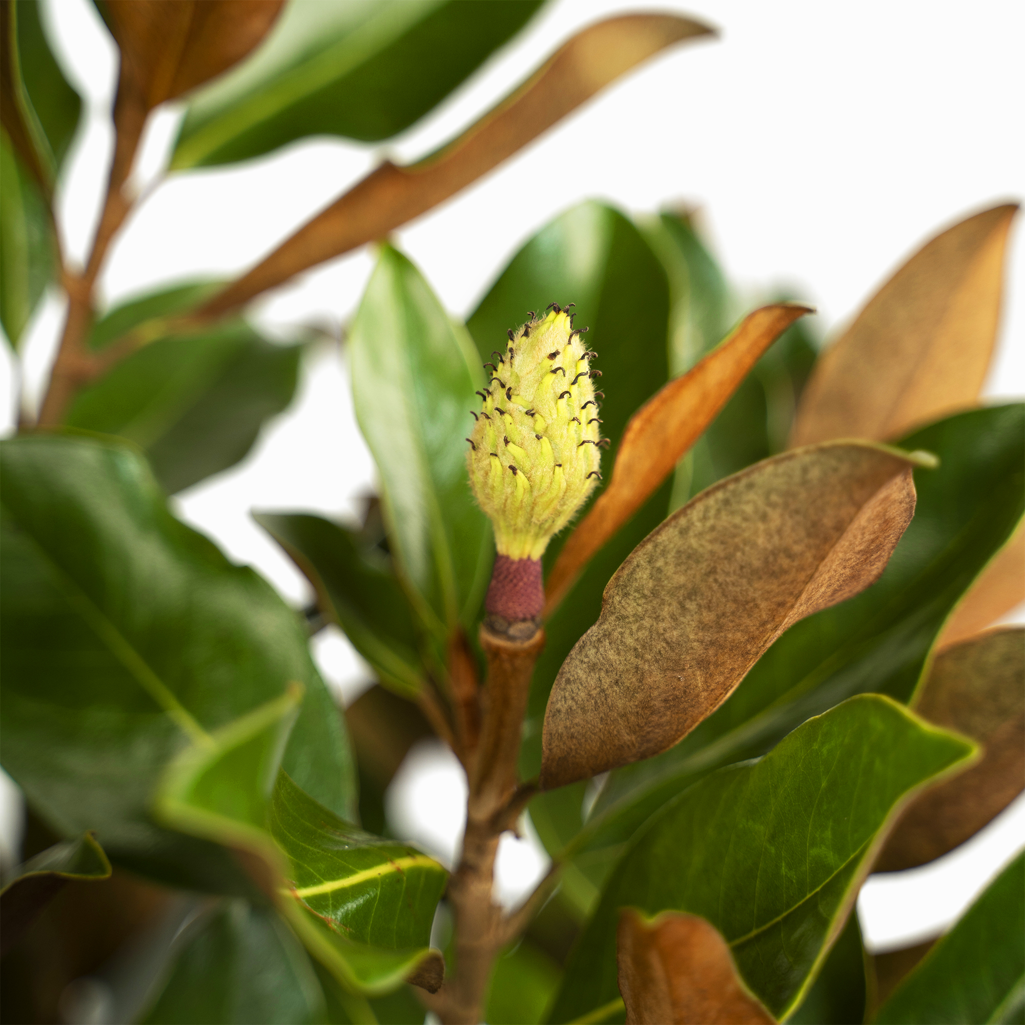 Little Gem Magnolia For Sale | The Tree Center