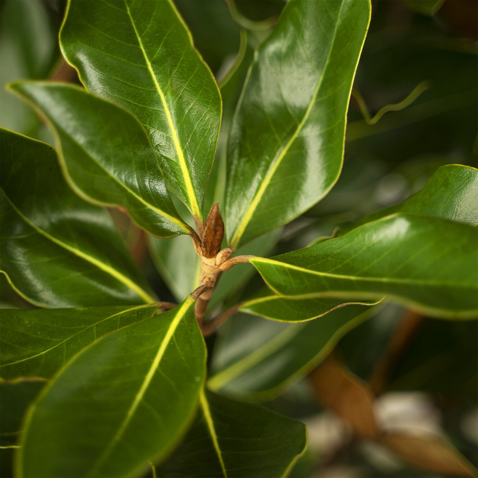 Little Gem Magnolia For Sale | The Tree Center