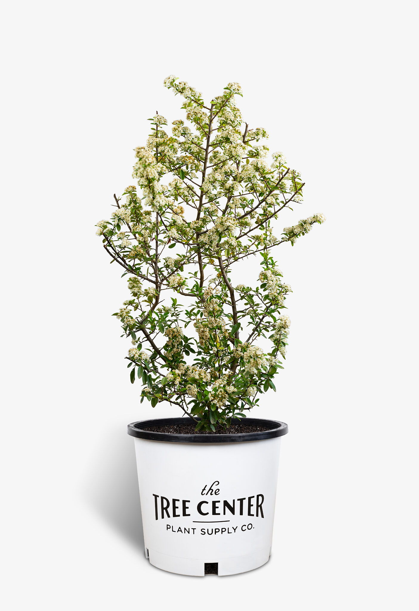 Mohave Pyracantha For Sale Online | The Tree Center