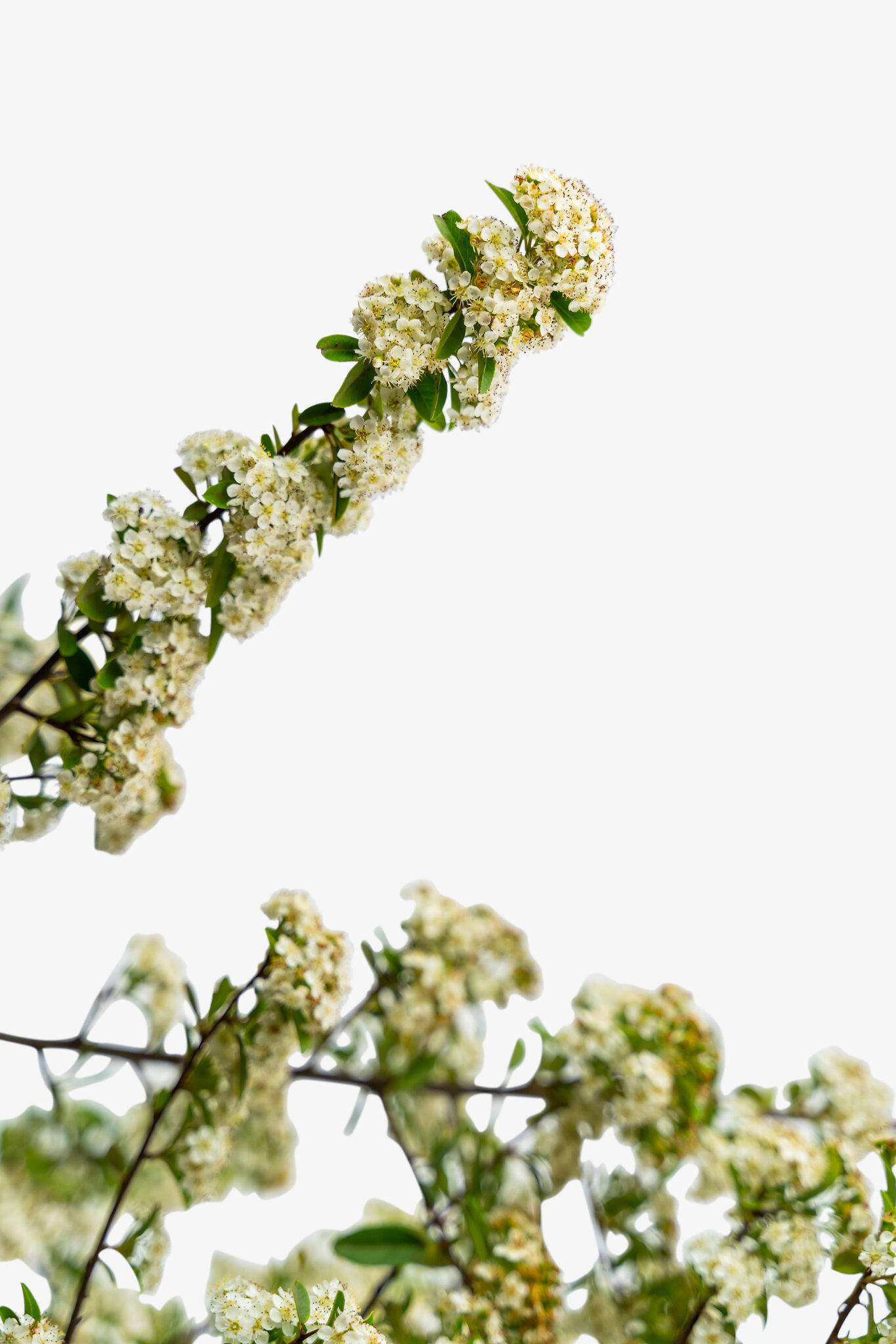 Mohave Pyracantha For Sale Online | The Tree Center