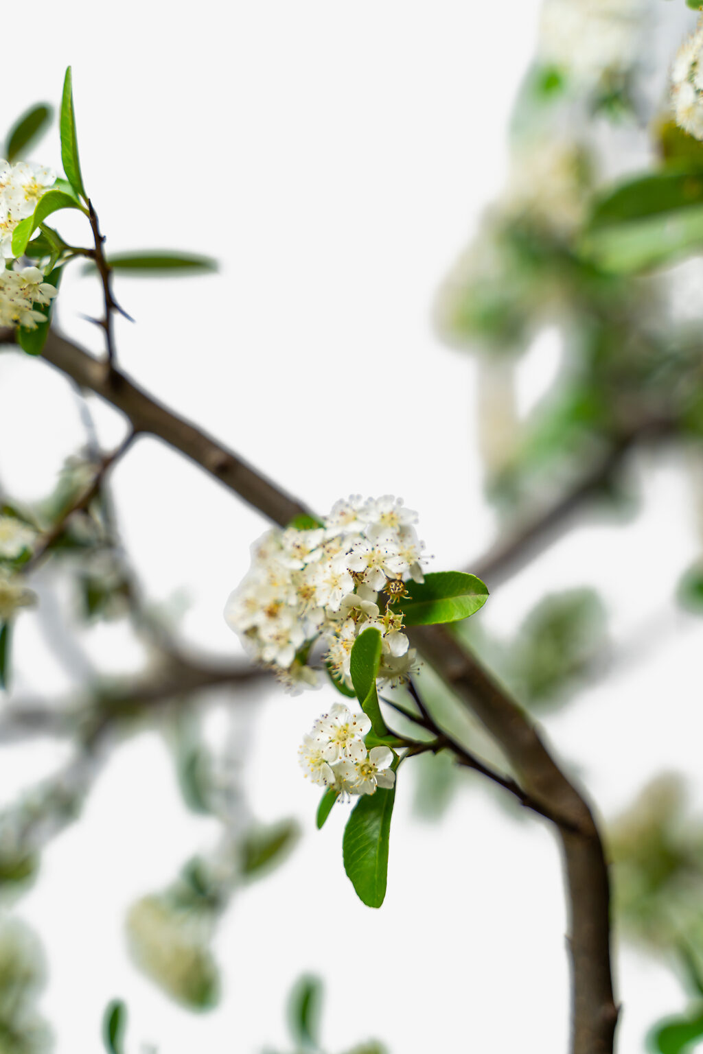 Mohave Pyracantha For Sale Online | The Tree Center