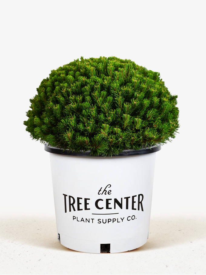 Thunderhead Pine Trees For Sale Online | The Tree Center