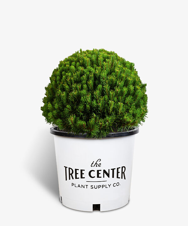 Mugo Pine Trees For Sale Online | The Tree Center