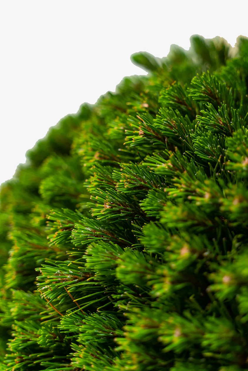 Mugo Pine Trees For Sale Online | The Tree Center