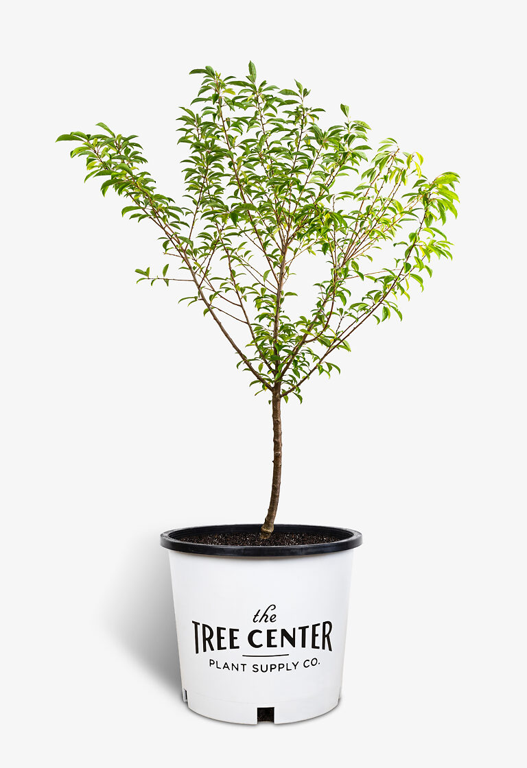 Santa Rosa Plum For Sale Online | The Tree Center