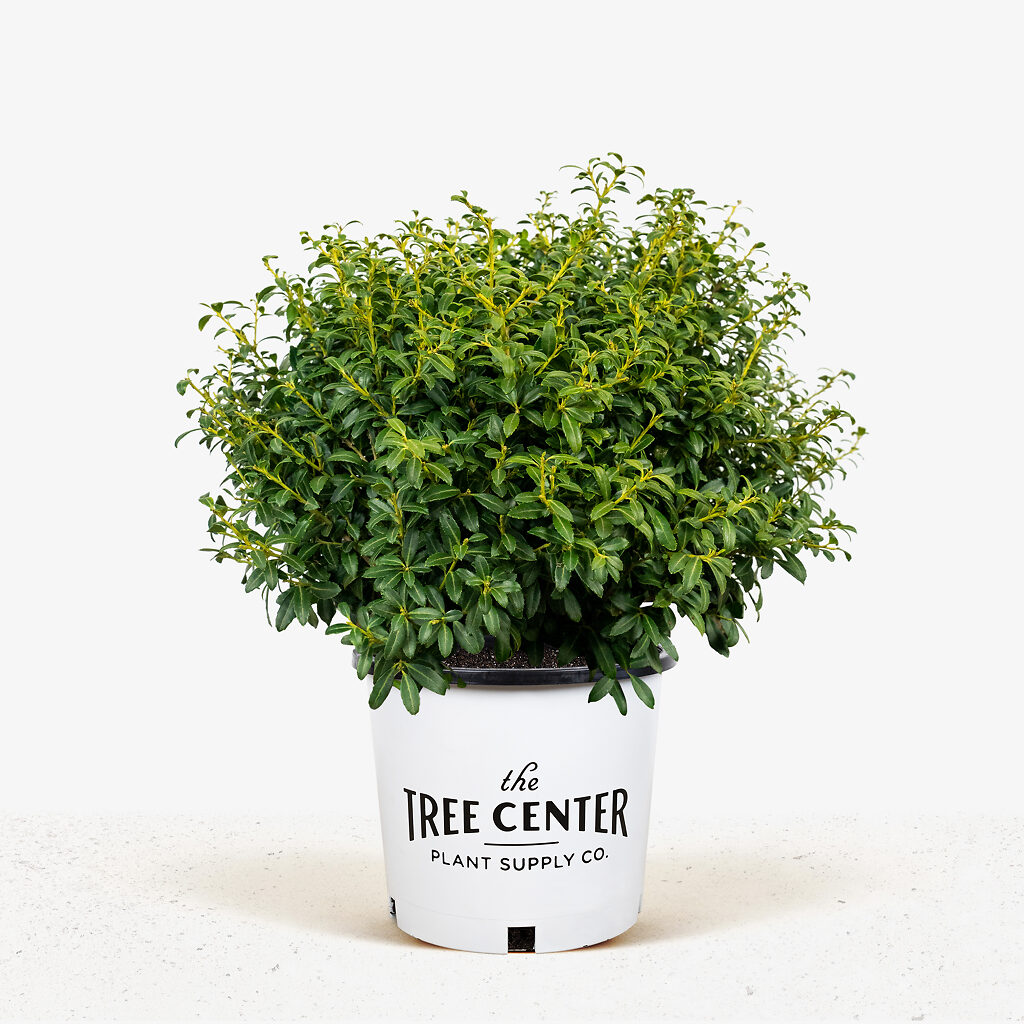 Soft Touch Holly For Sale Online | The Tree Center
