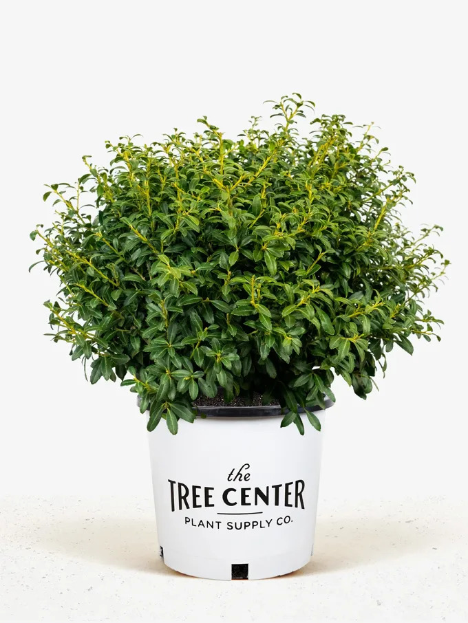 Dragon Lady Holly Trees For Sale Online | The Tree Center