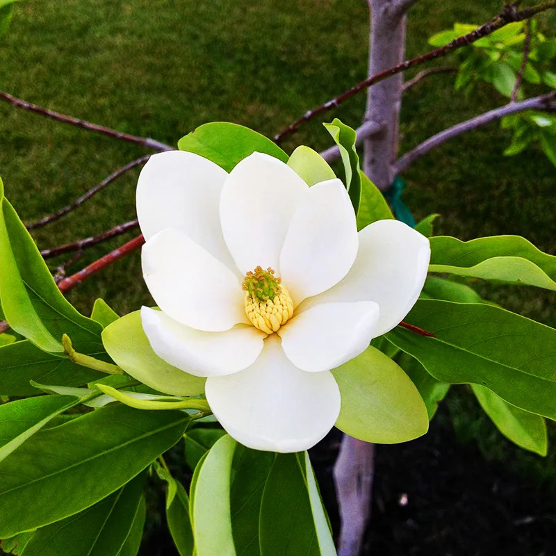 Sweetbay Magnolia For Sale Online | The Tree Center
