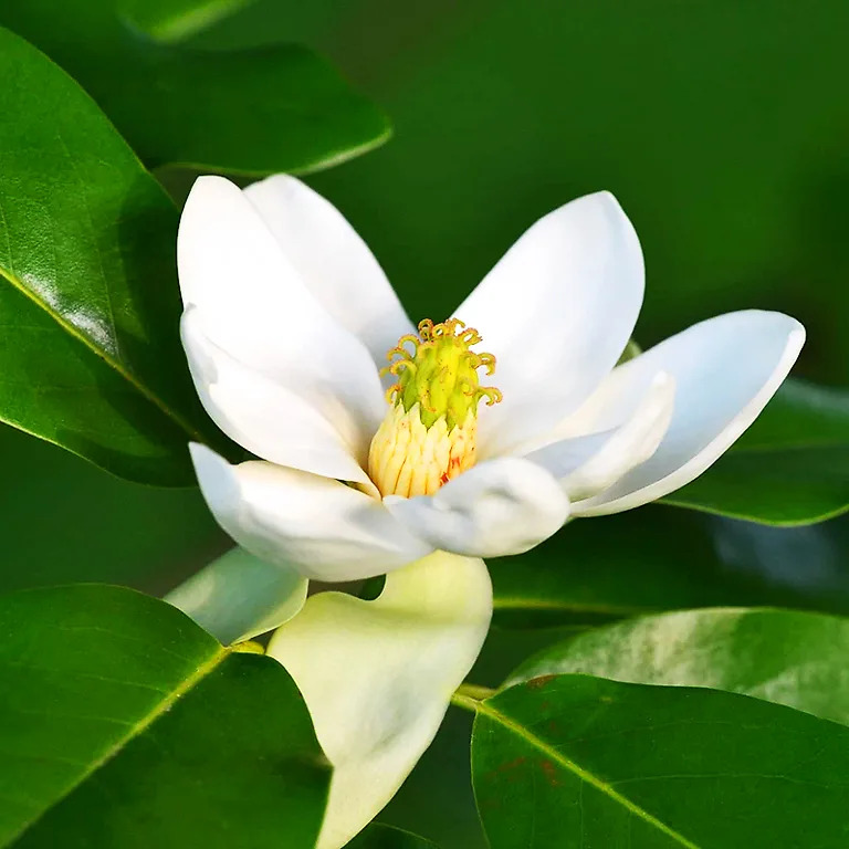 Sweetbay Magnolia For Sale Online | The Tree Center