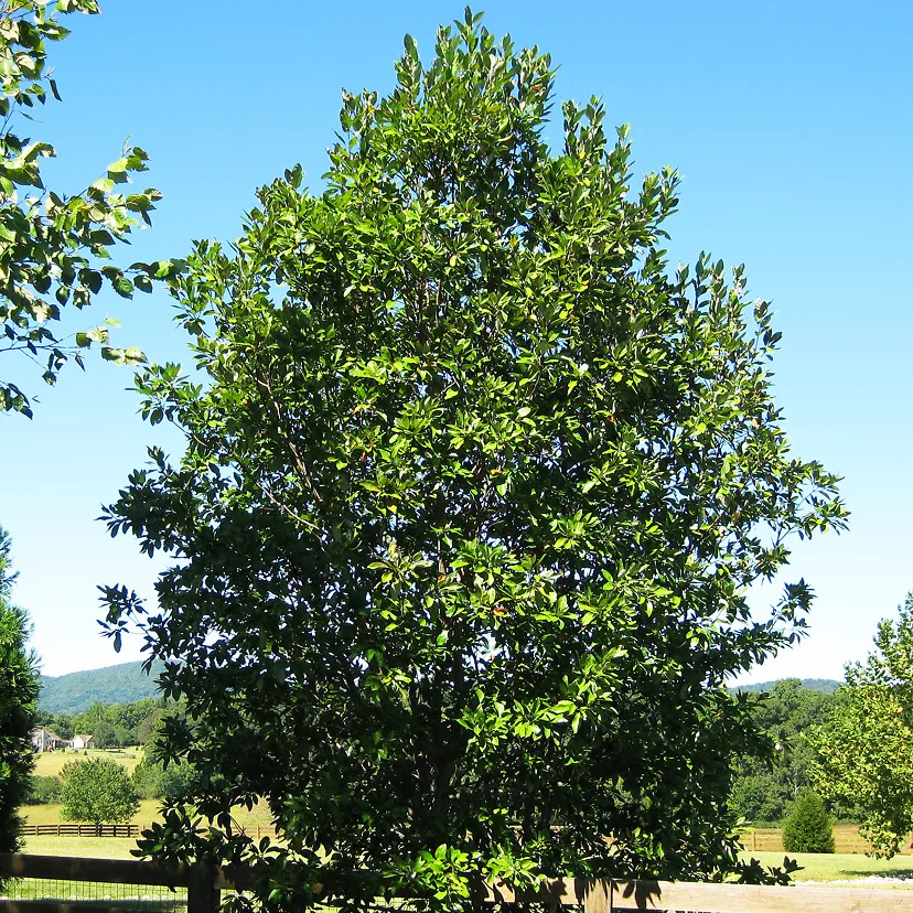 Sweetbay Magnolia For Sale Online | The Tree Center