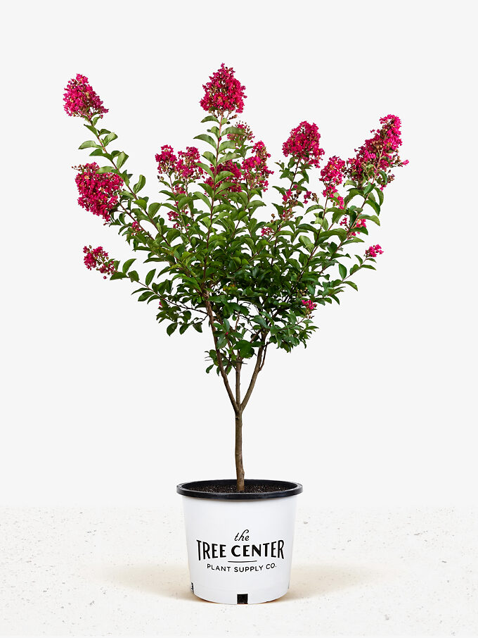 Dynamite Crape Myrtle For Sale Online | The Tree Center