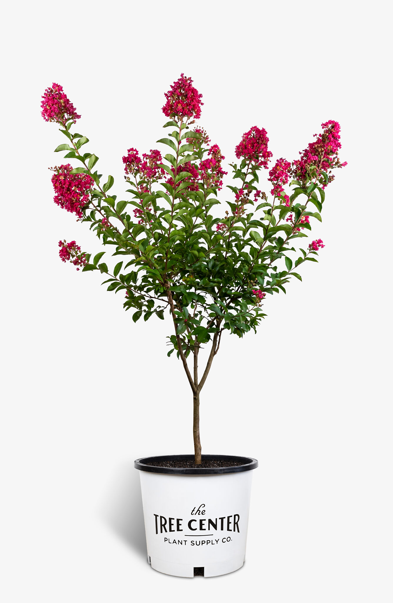 Buy Tonto Crape Myrtle | The Tree Center