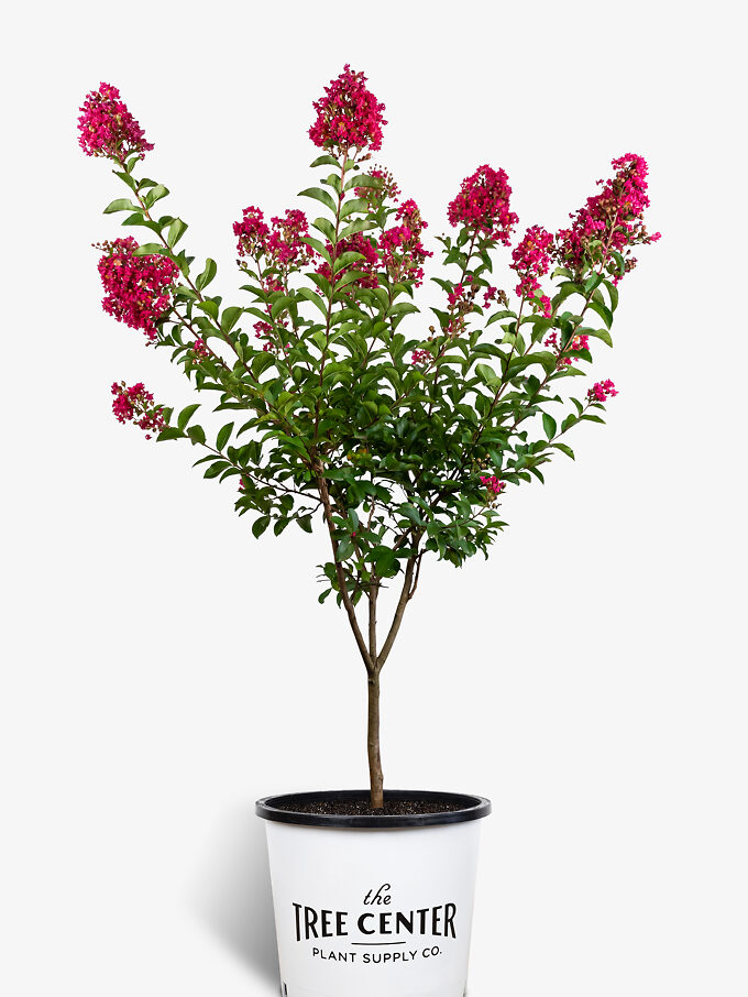 Buy Crepe Myrtle Trees | Crape Myrtle Trees For Sale | The Tree Center