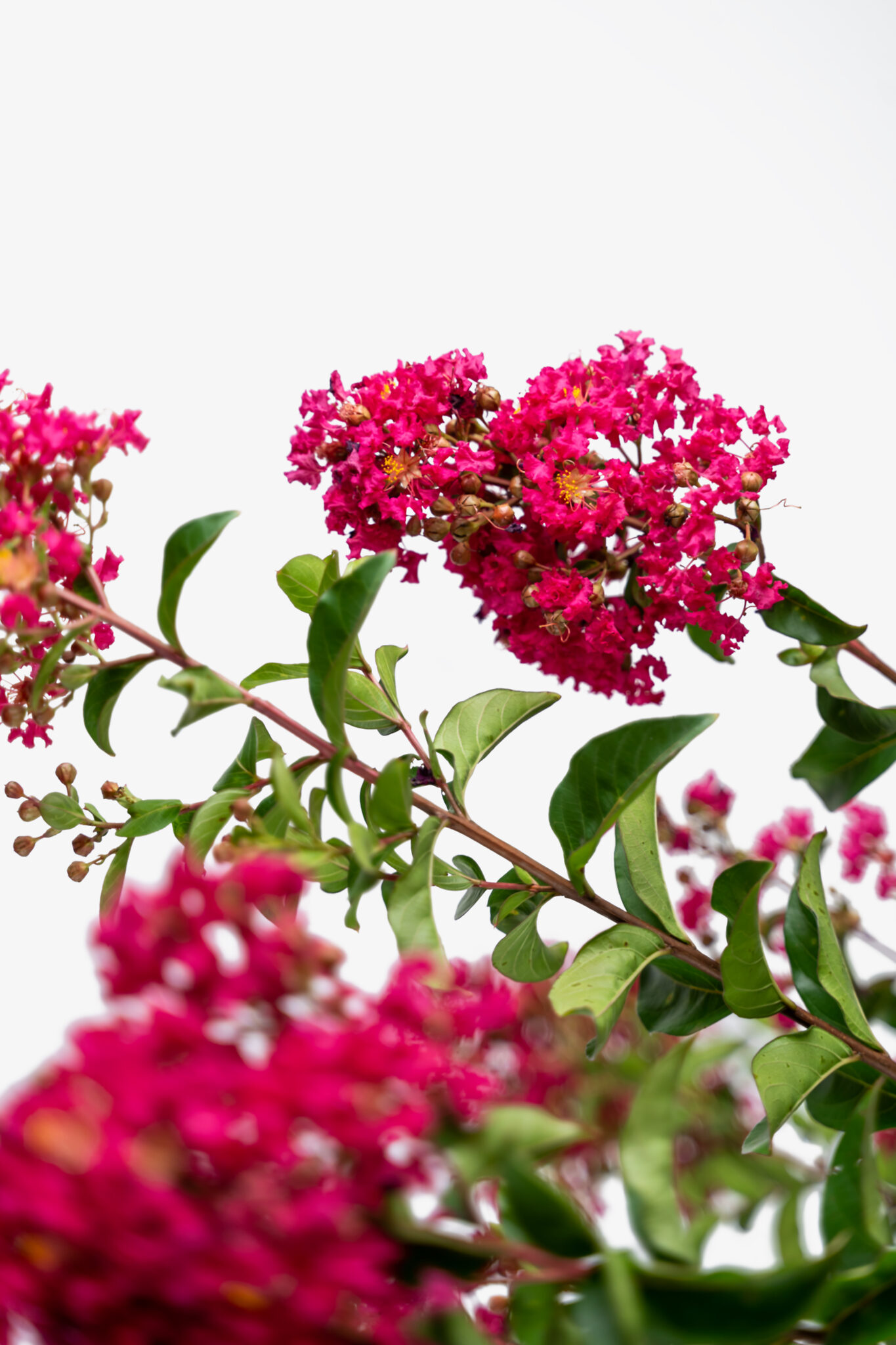Buy Tonto Crape Myrtle | The Tree Center Buy Tonto Crape Myrtle | The Tree Center