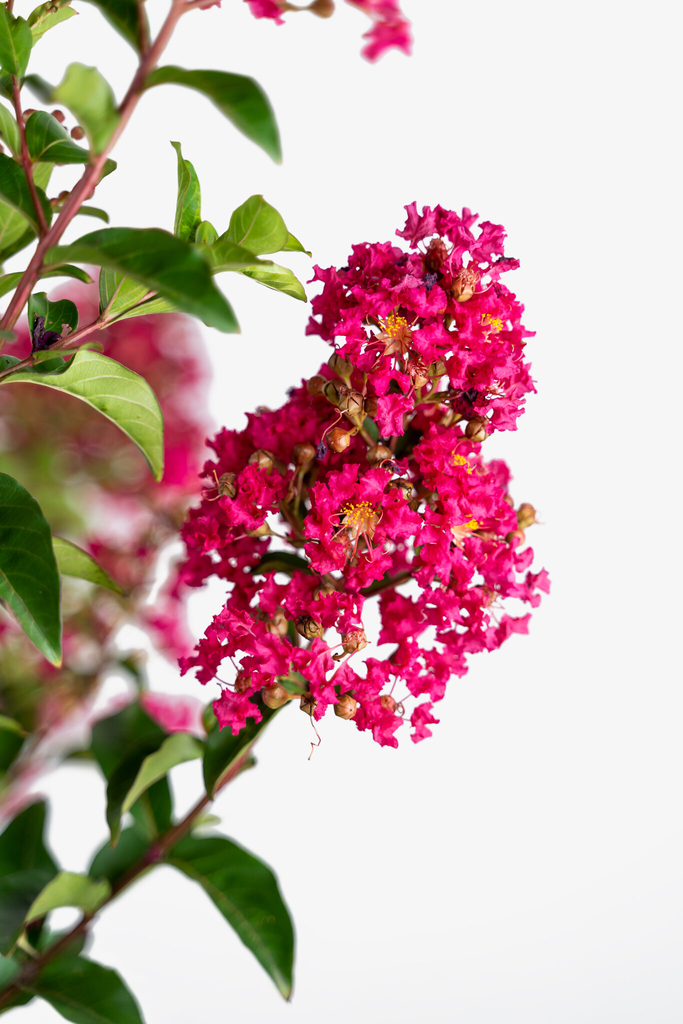 Buy Tonto Crape Myrtle | The Tree Center Buy Tonto Crape Myrtle | The Tree Center