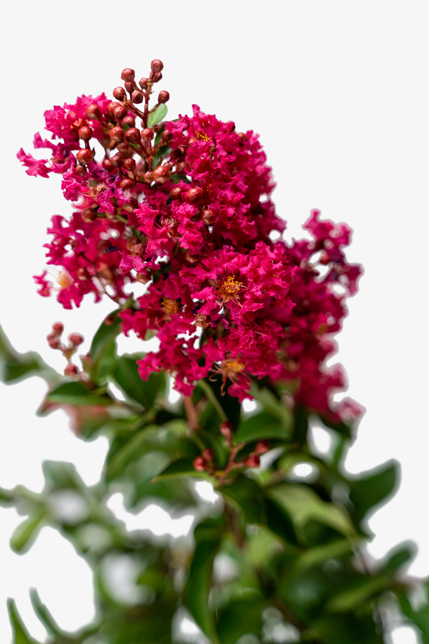 Buy Tonto Crape Myrtle | The Tree Center