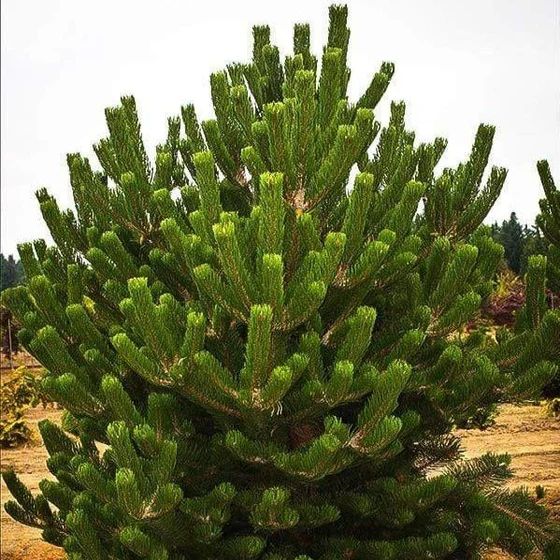 Austrian Black Pine For Sale | The Tree Center
