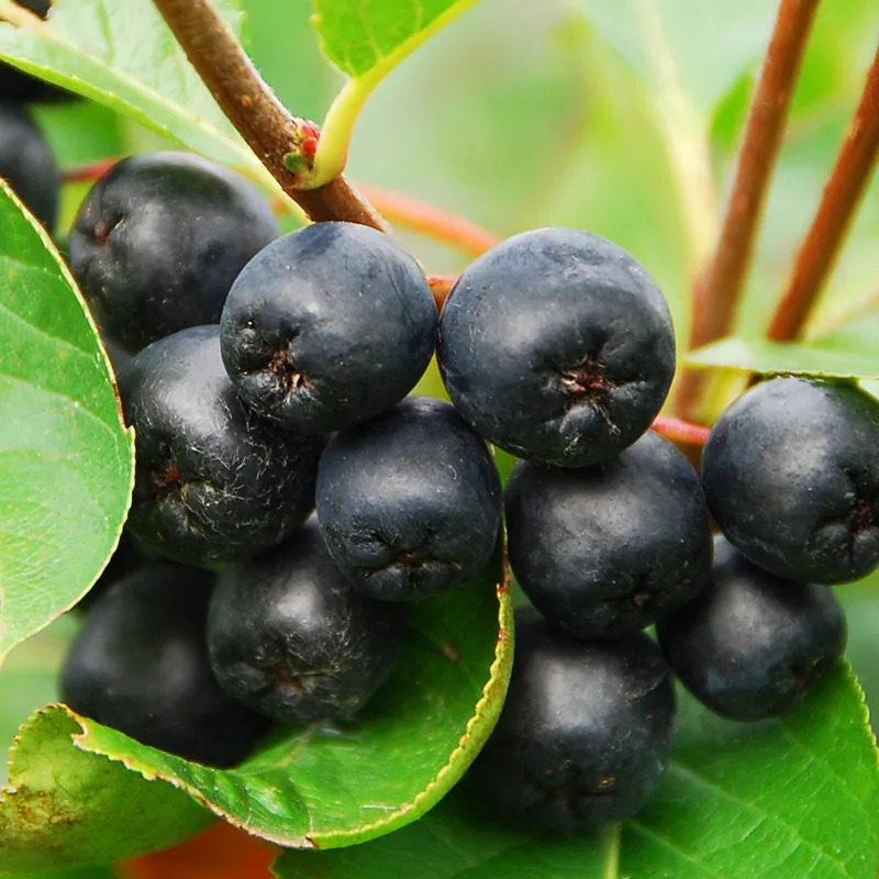 Buy Aronia Black Chokeberry | The Tree Center