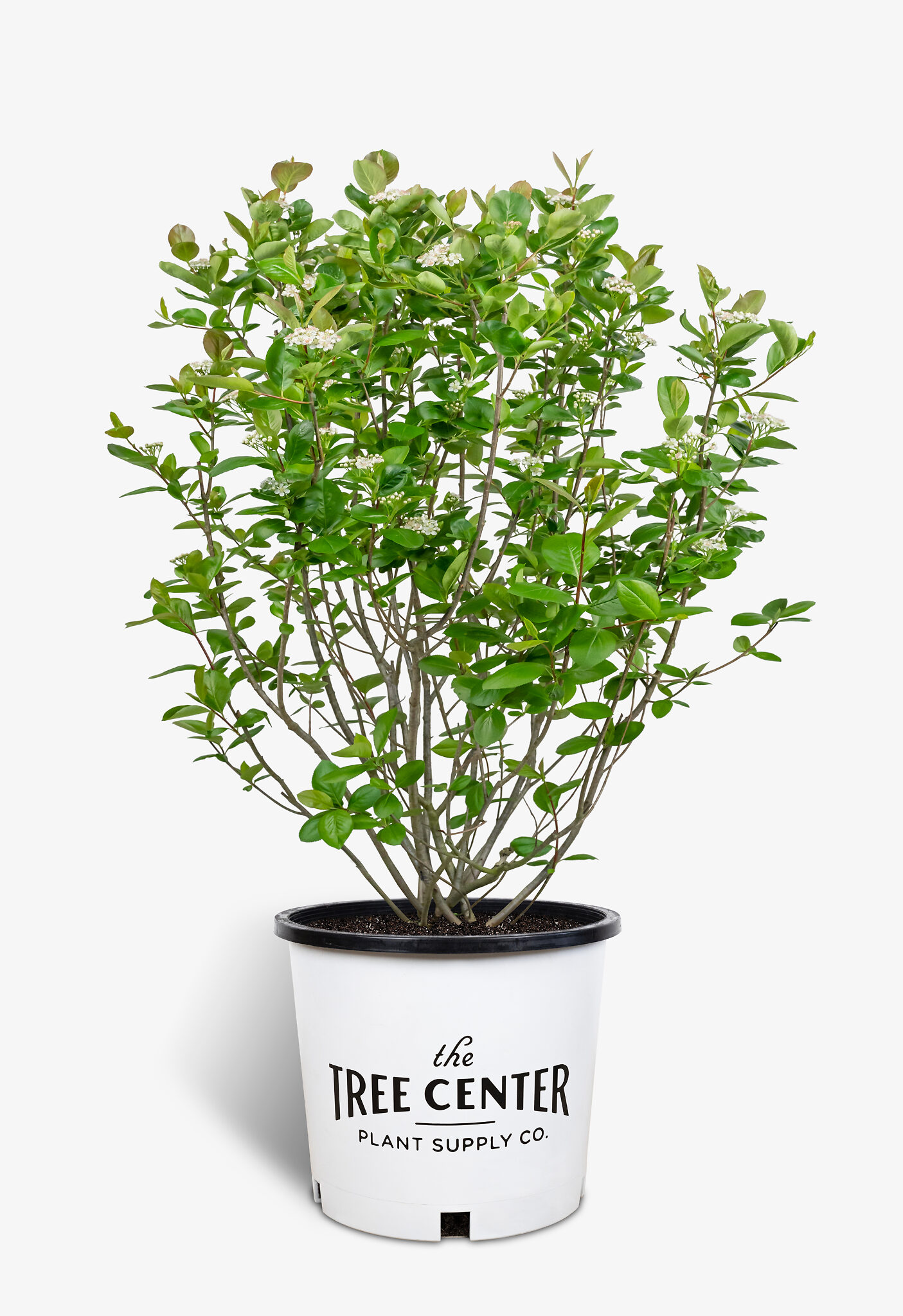Buy Aronia Black Chokeberry | The Tree Center