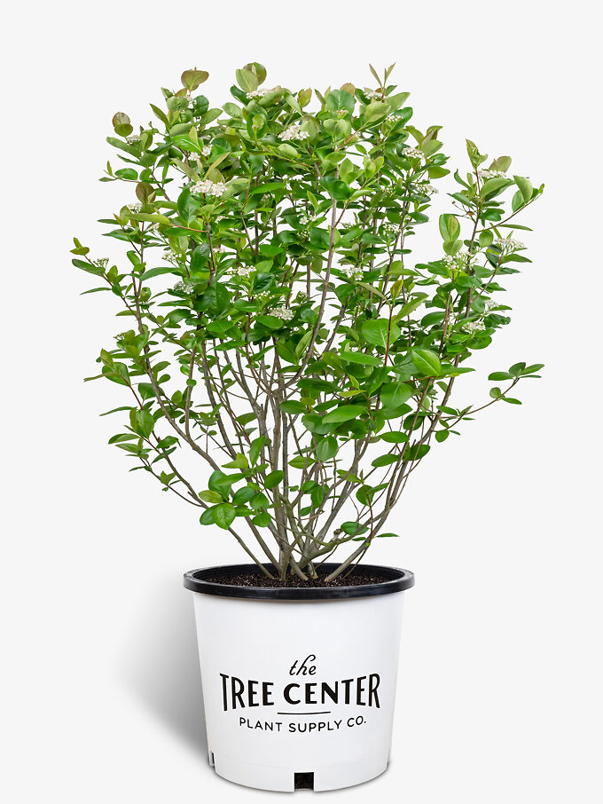 Unique Berry Bushes For Sale Online | The Tree Center