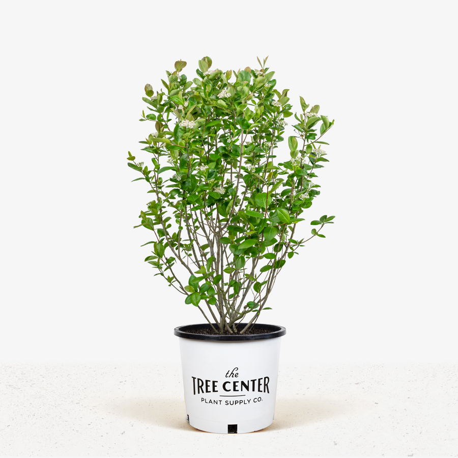 Buy Aronia Black Chokeberry | The Tree Center