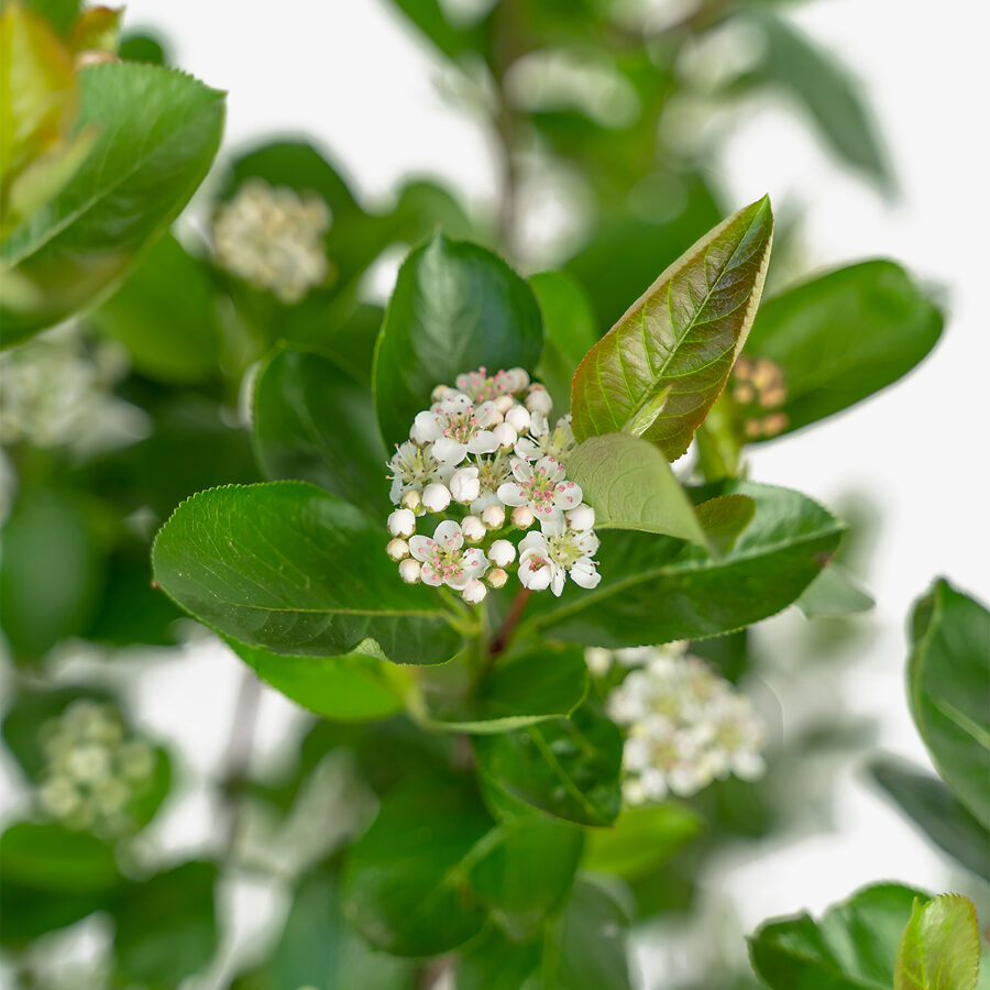 Buy Aronia Black Chokeberry | The Tree Center