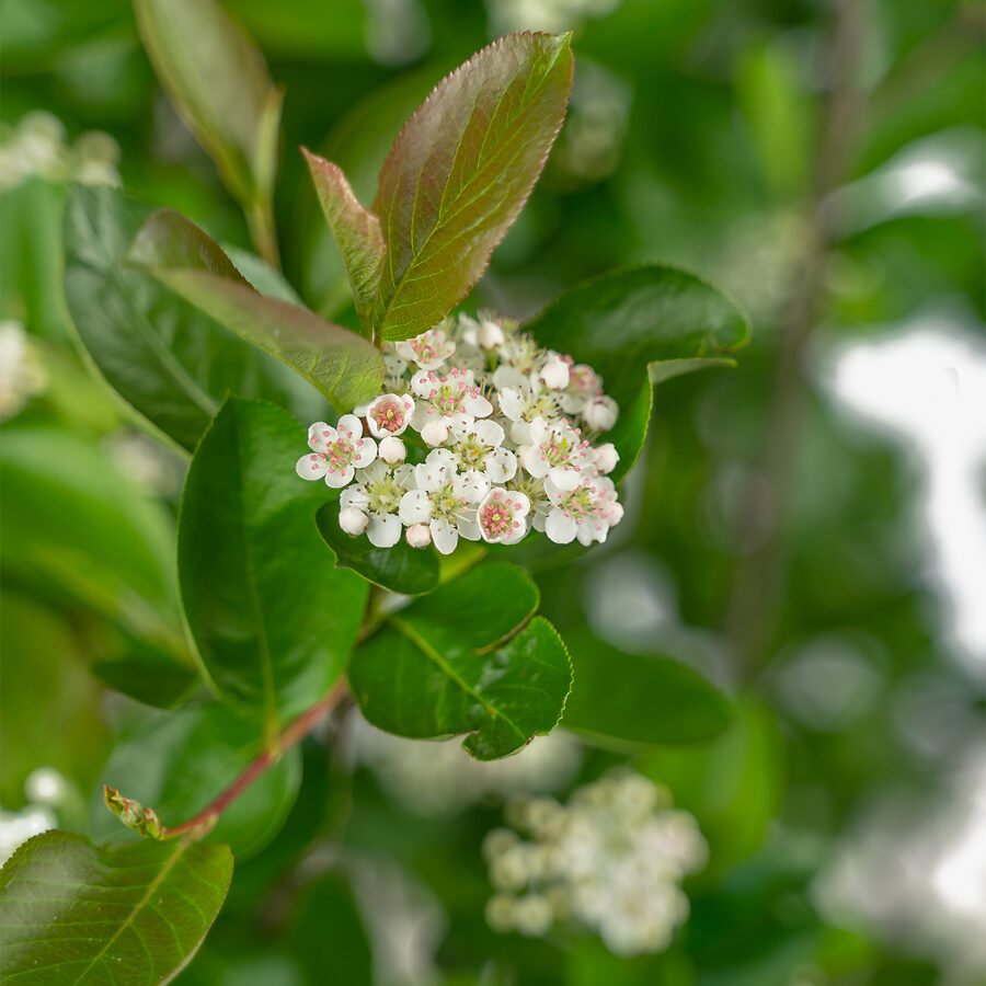 Buy Aronia Black Chokeberry | The Tree Center